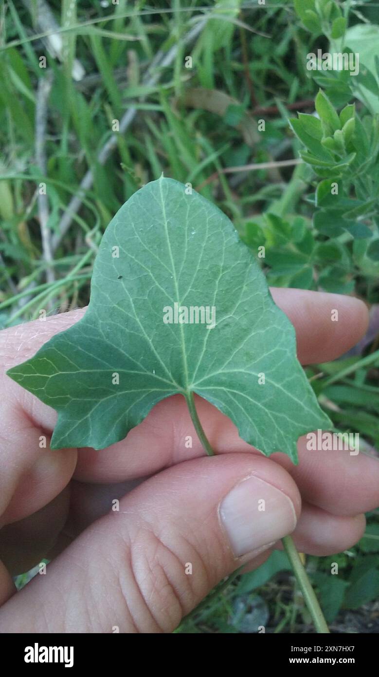 Pacific false bindweed (Calystegia purpurata purpurata) Plantae Stock ...