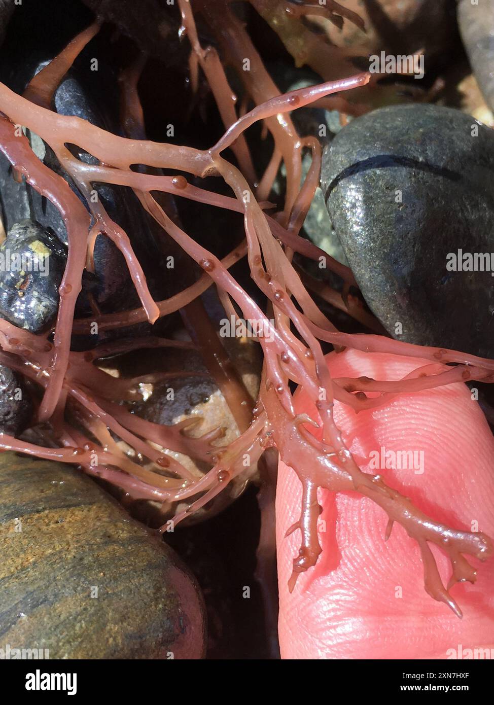 red algae (Rhodophyta) Plantae Stock Photo - Alamy