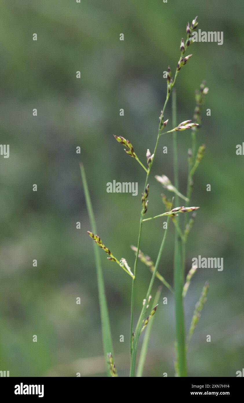 grasses, sedges, cattails, and allies (Poales) Plantae Stock Photo - Alamy