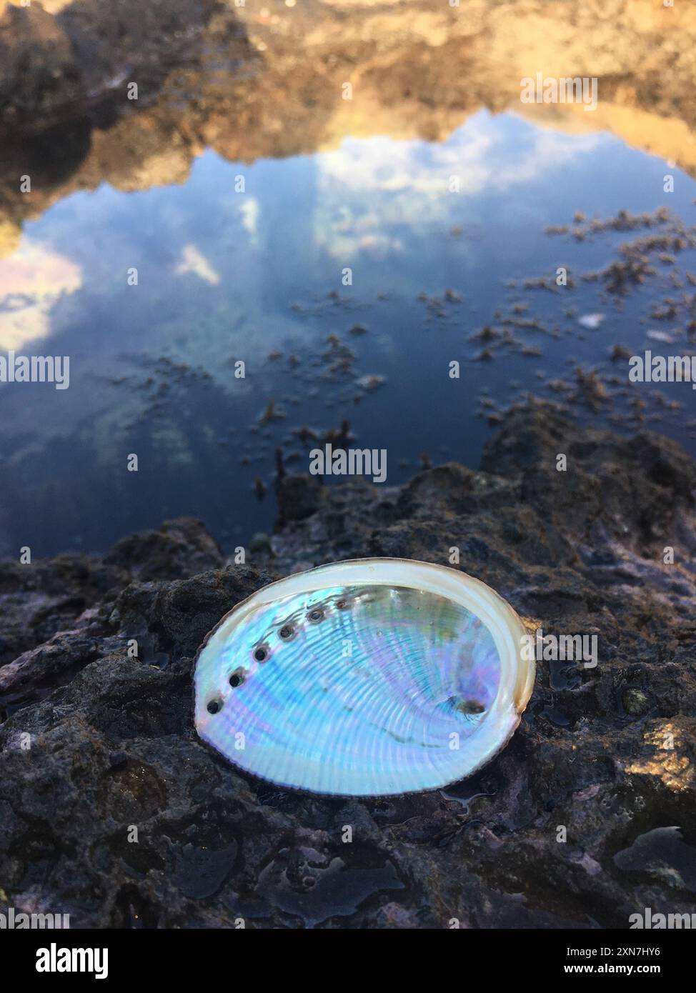 Green Abalone (Haliotis fulgens) Mollusca Stock Photo - Alamy