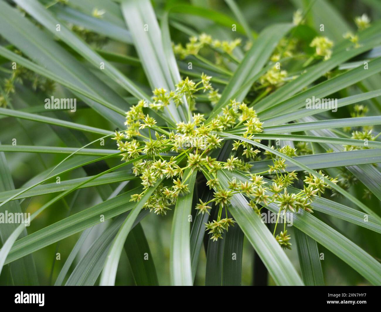 Umbrella papyrus (Cyperus alternifolius flabelliformis) Plantae Stock ...