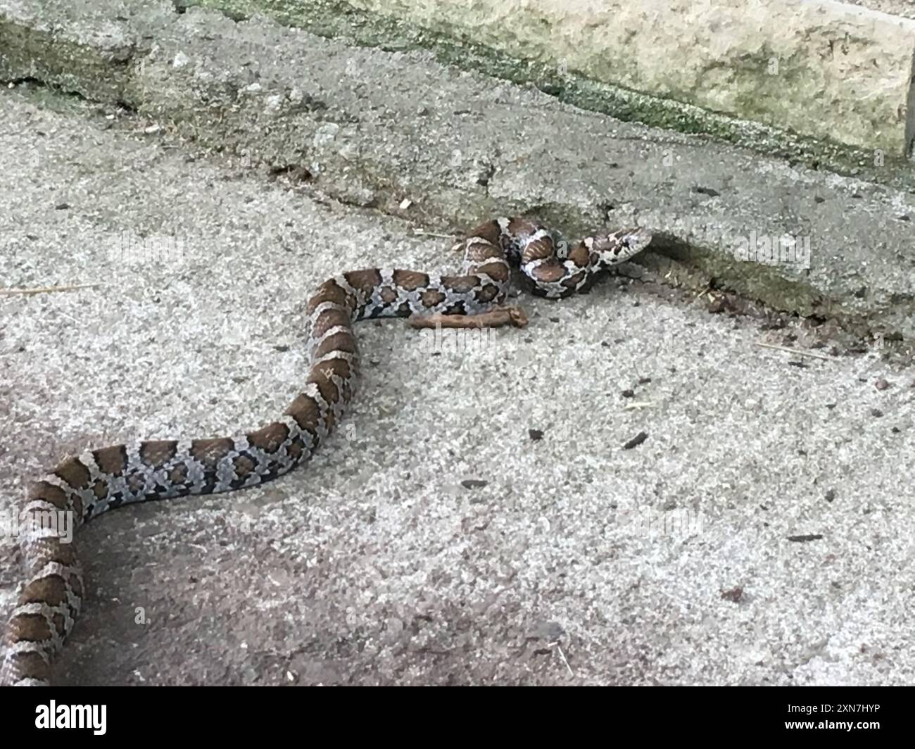 Eastern Milksnake (Lampropeltis triangulum) Reptilia Stock Photo - Alamy