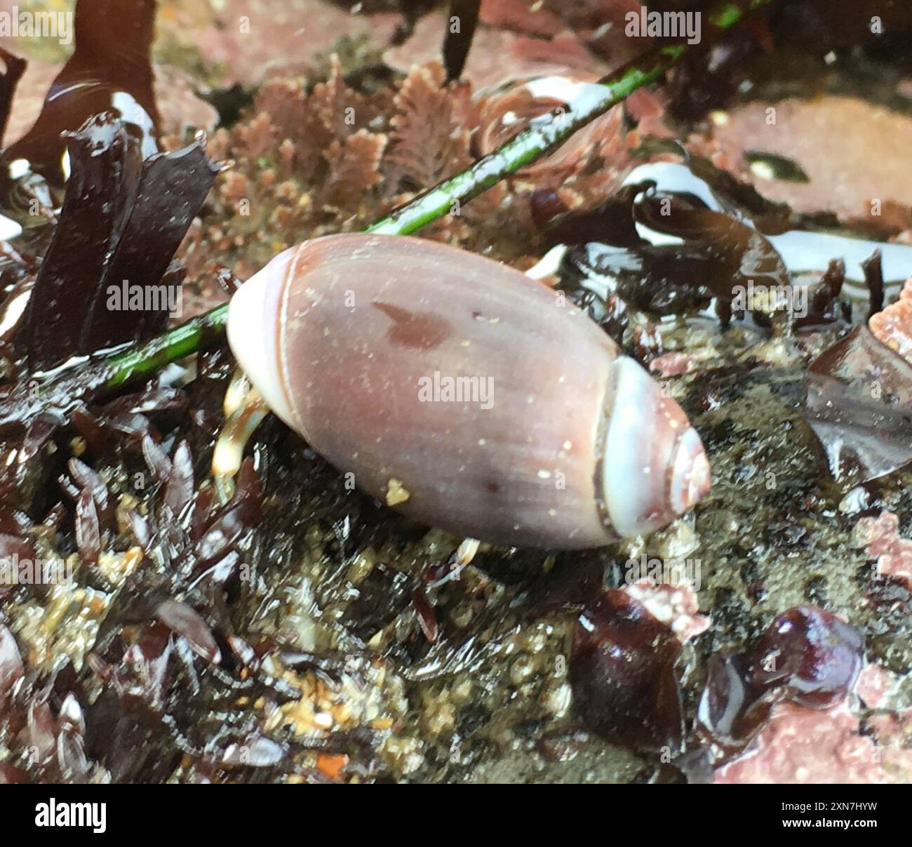 Purple Olive Snail (Callianax biplicata) Mollusca Stock Photo - Alamy