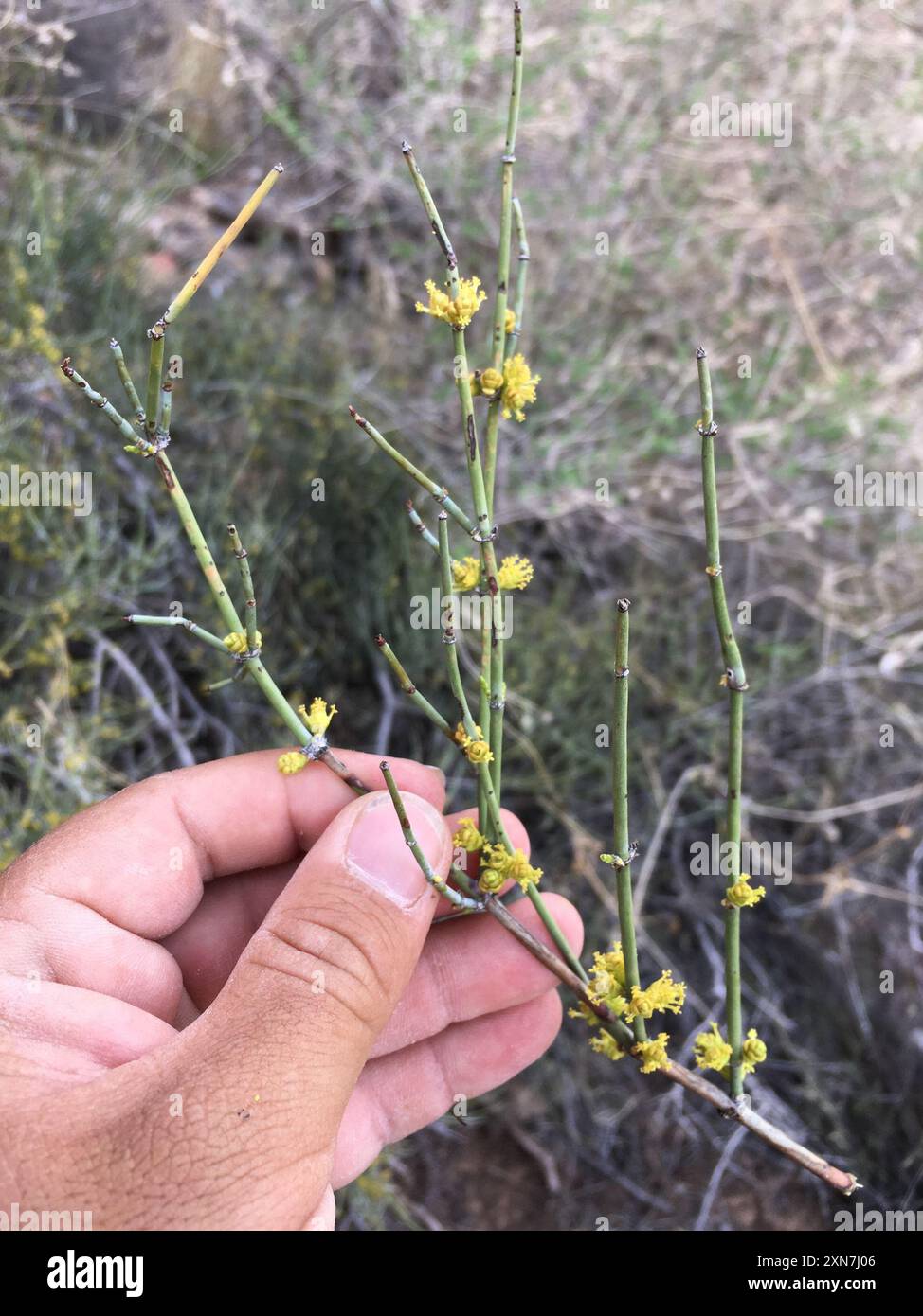 rough jointfir (Ephedra aspera) Plantae Stock Photo - Alamy
