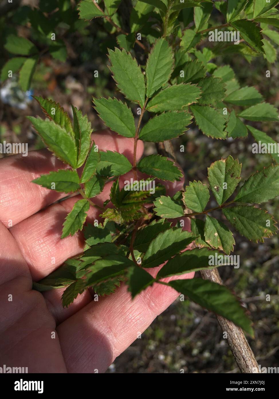 multiflora rose (Rosa multiflora) Plantae Stock Photo - Alamy