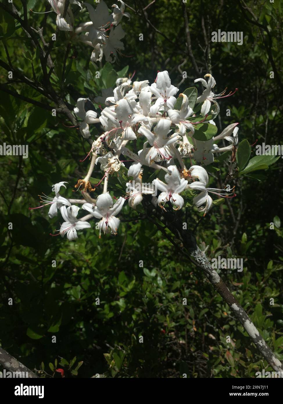 swamp azalea (Rhododendron viscosum) Plantae Stock Photo - Alamy