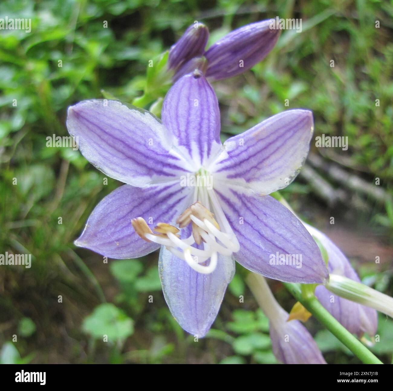 Blue Plantain-lily (Hosta ventricosa) Plantae Stock Photo - Alamy