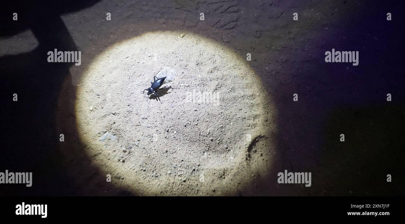 (Eleodes acuticauda) Insecta Stock Photo - Alamy