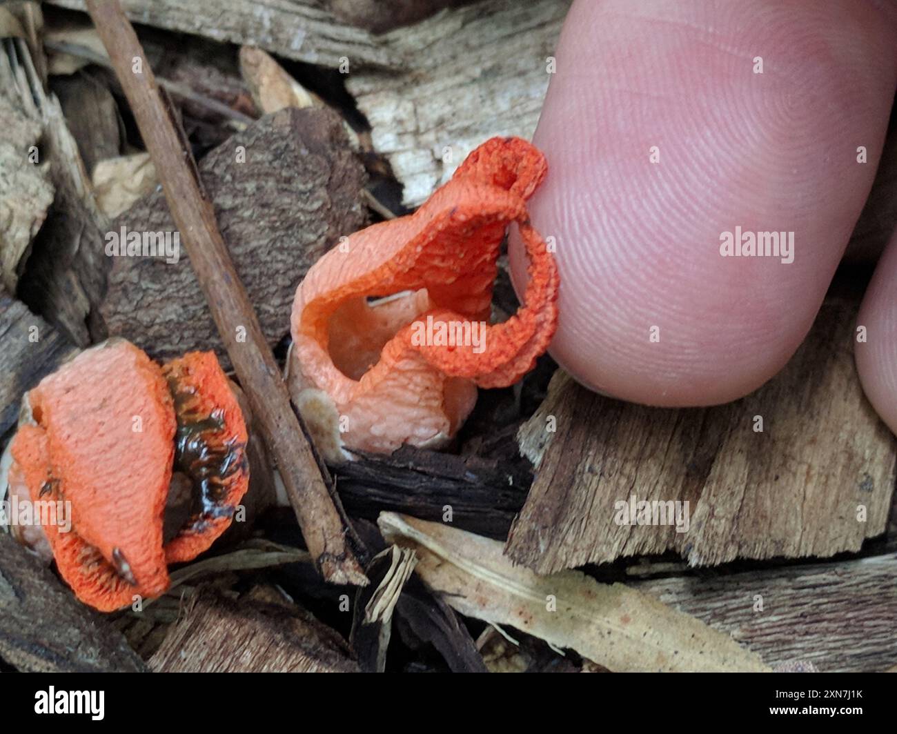 stinky squid (Pseudocolus fusiformis) Fungi Stock Photo - Alamy