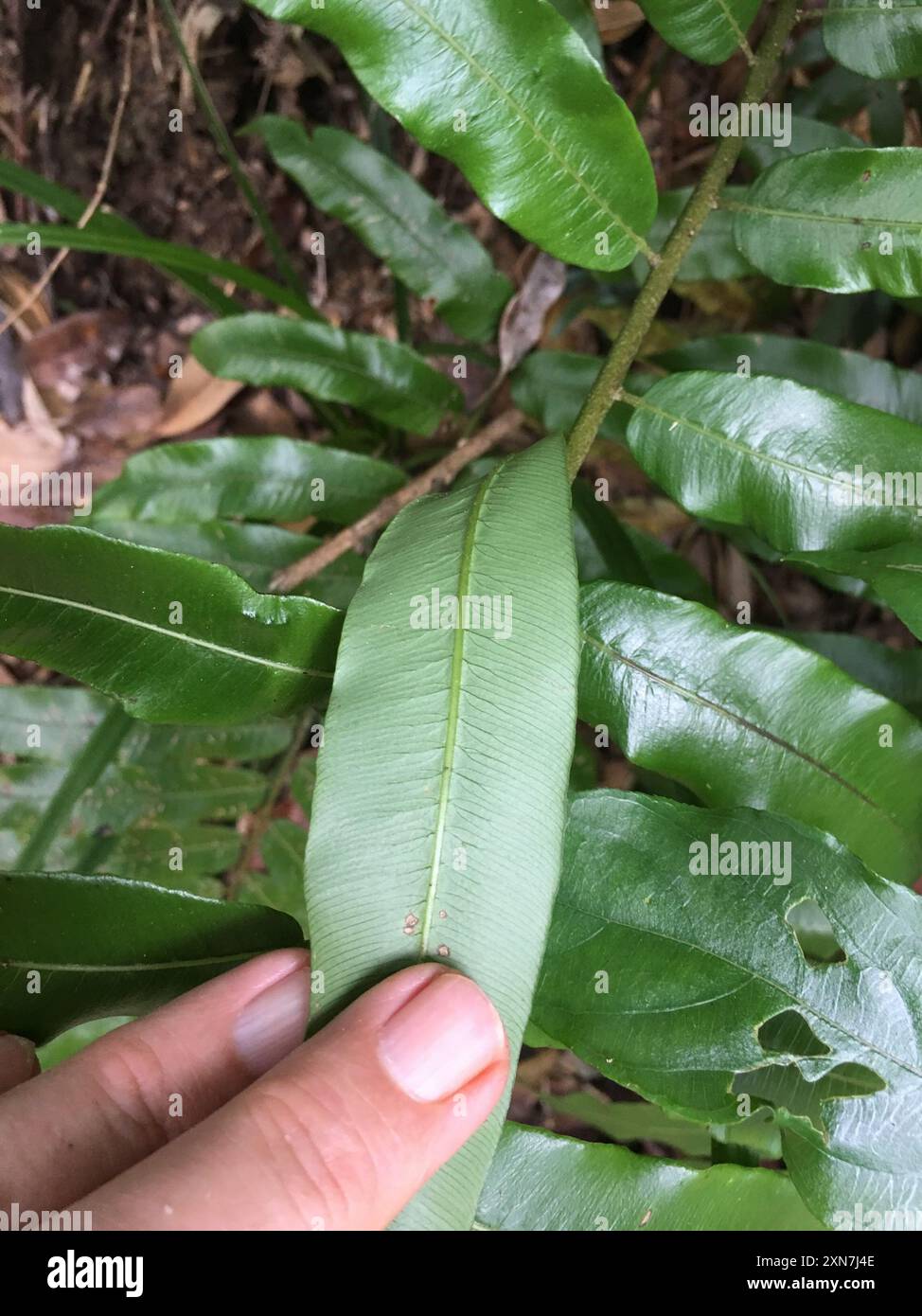 swamp vine fern (Stenochlaena palustris) Plantae Stock Photo - Alamy