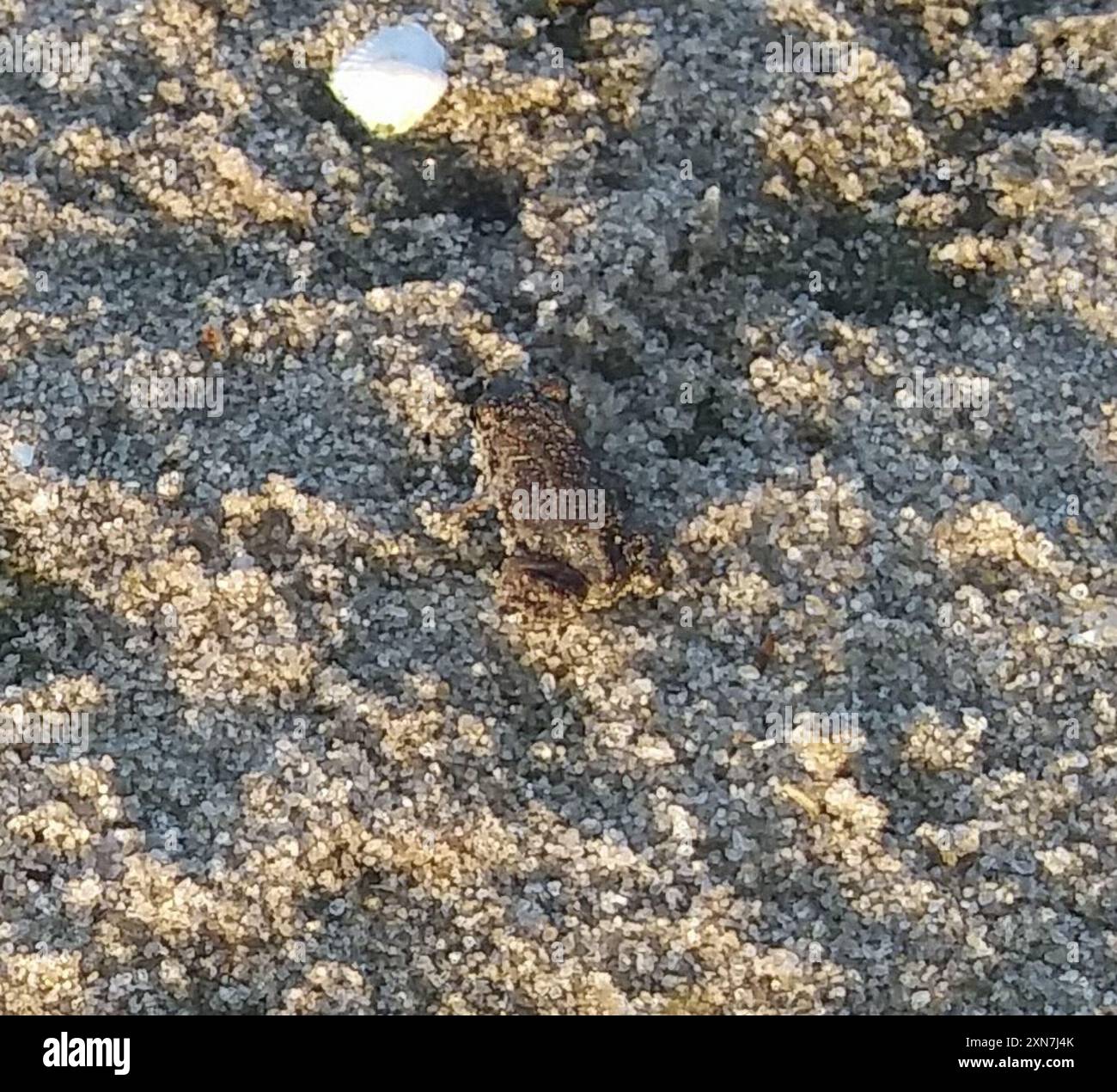 Eastern Spadefoot (Scaphiopus holbrookii) Amphibia Stock Photo - Alamy
