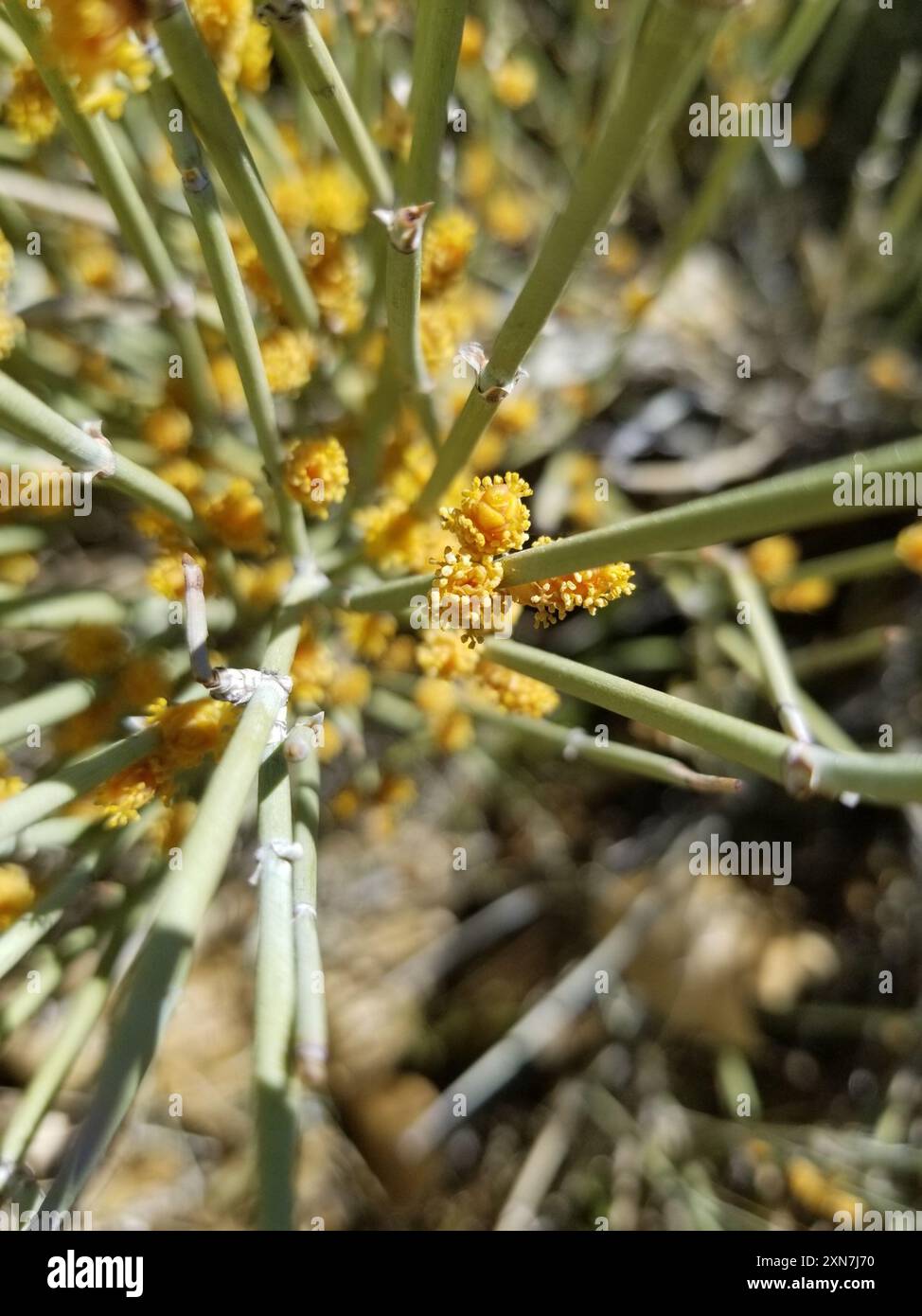 rough jointfir (Ephedra aspera) Plantae Stock Photo - Alamy