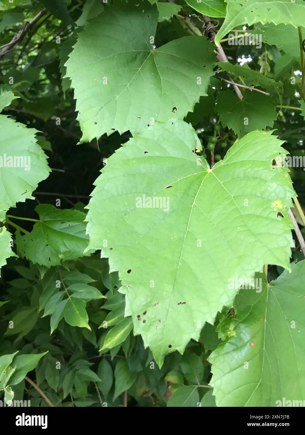 graybark grape (Vitis cinerea) Plantae Stock Photo - Alamy