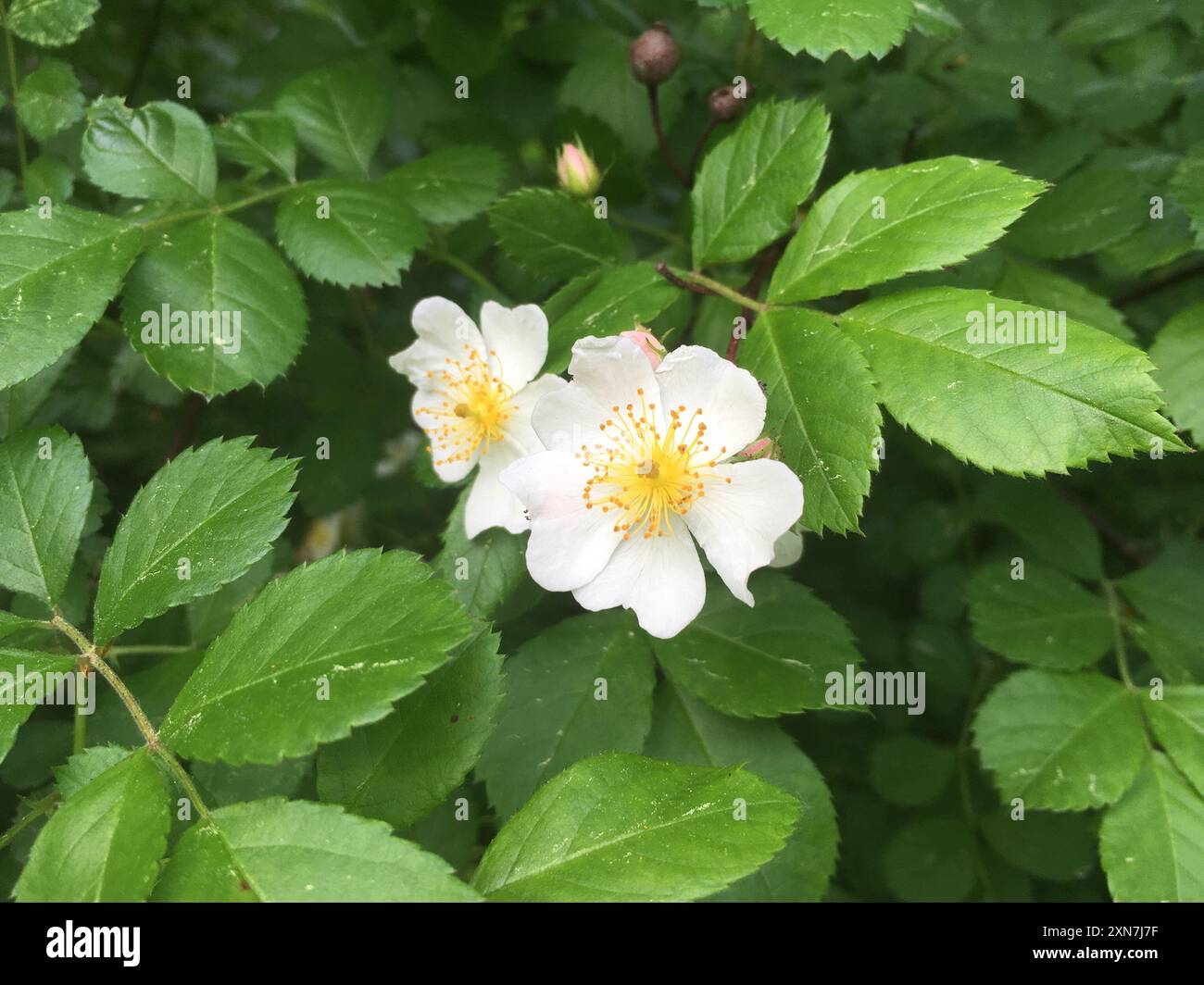 multiflora rose (Rosa multiflora) Plantae Stock Photo - Alamy