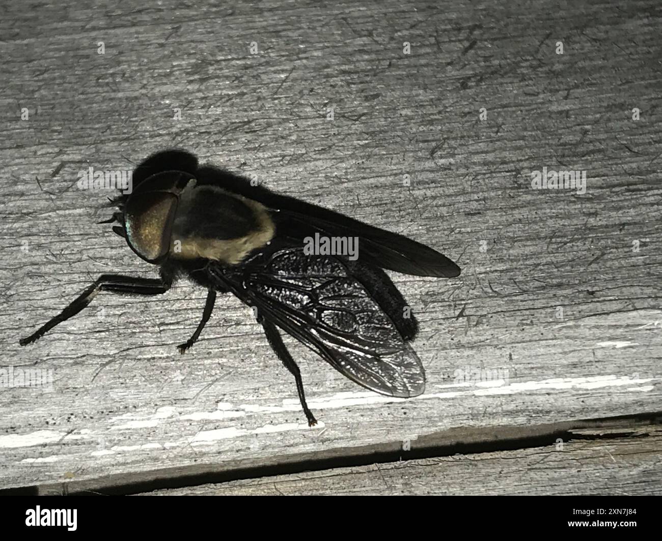 Western Black Horse Fly (Tabanus punctifer) Insecta Stock Photo - Alamy