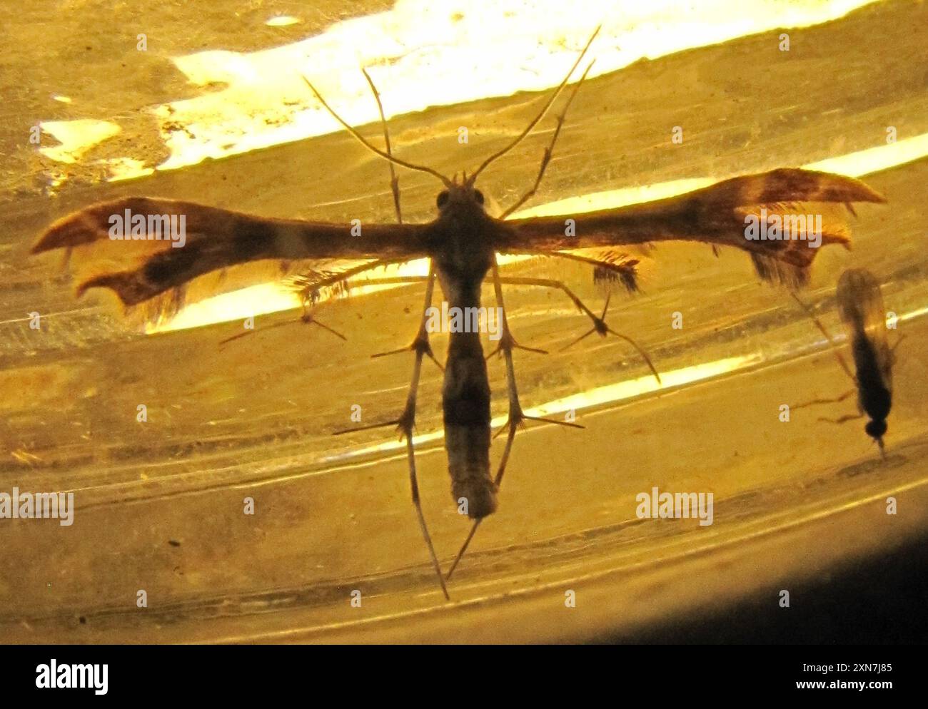 Grape Plume Moth (Geina periscelidactylus) Insecta Stock Photo - Alamy