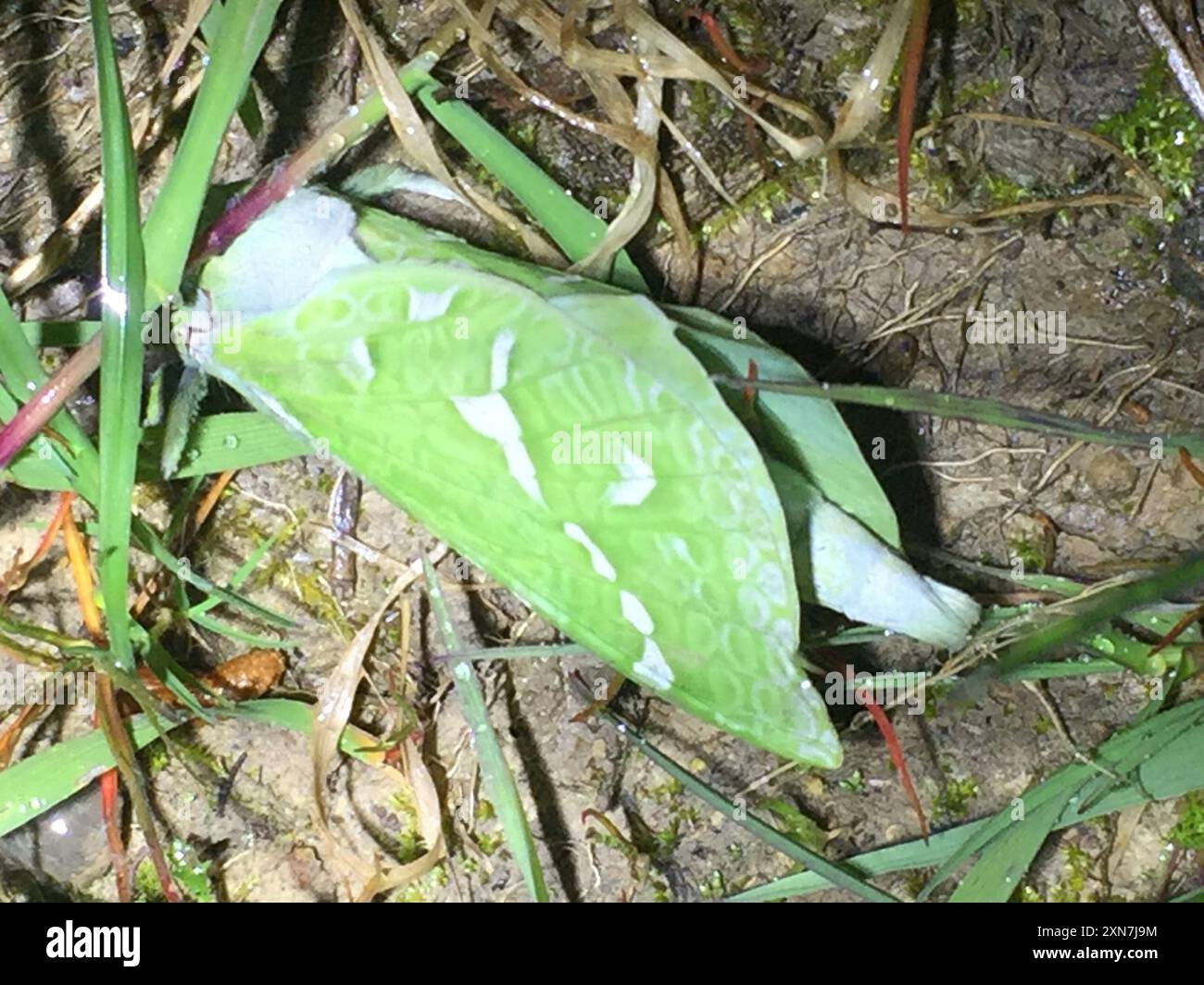 Puriri moth hi-res stock photography and images - Alamy