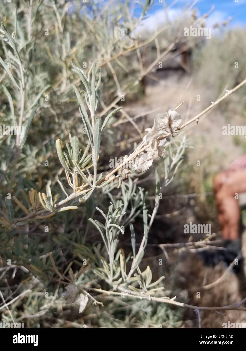 Fourwing Saltbush (Atriplex canescens) Plantae Stock Photo - Alamy