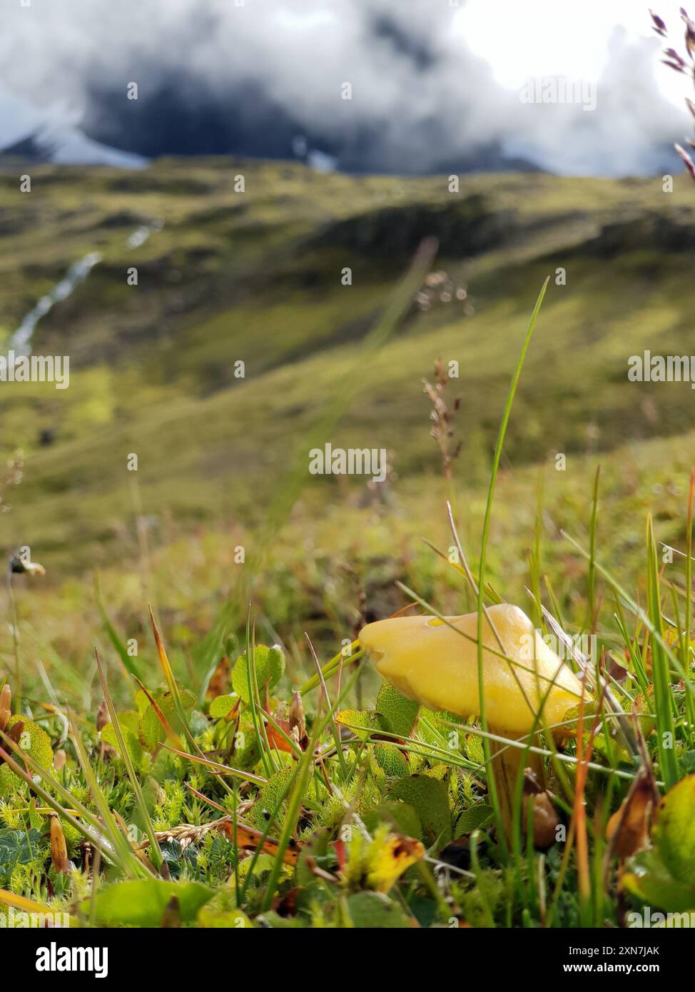 Hygrocybe persistens hi-res stock photography and images - Alamy