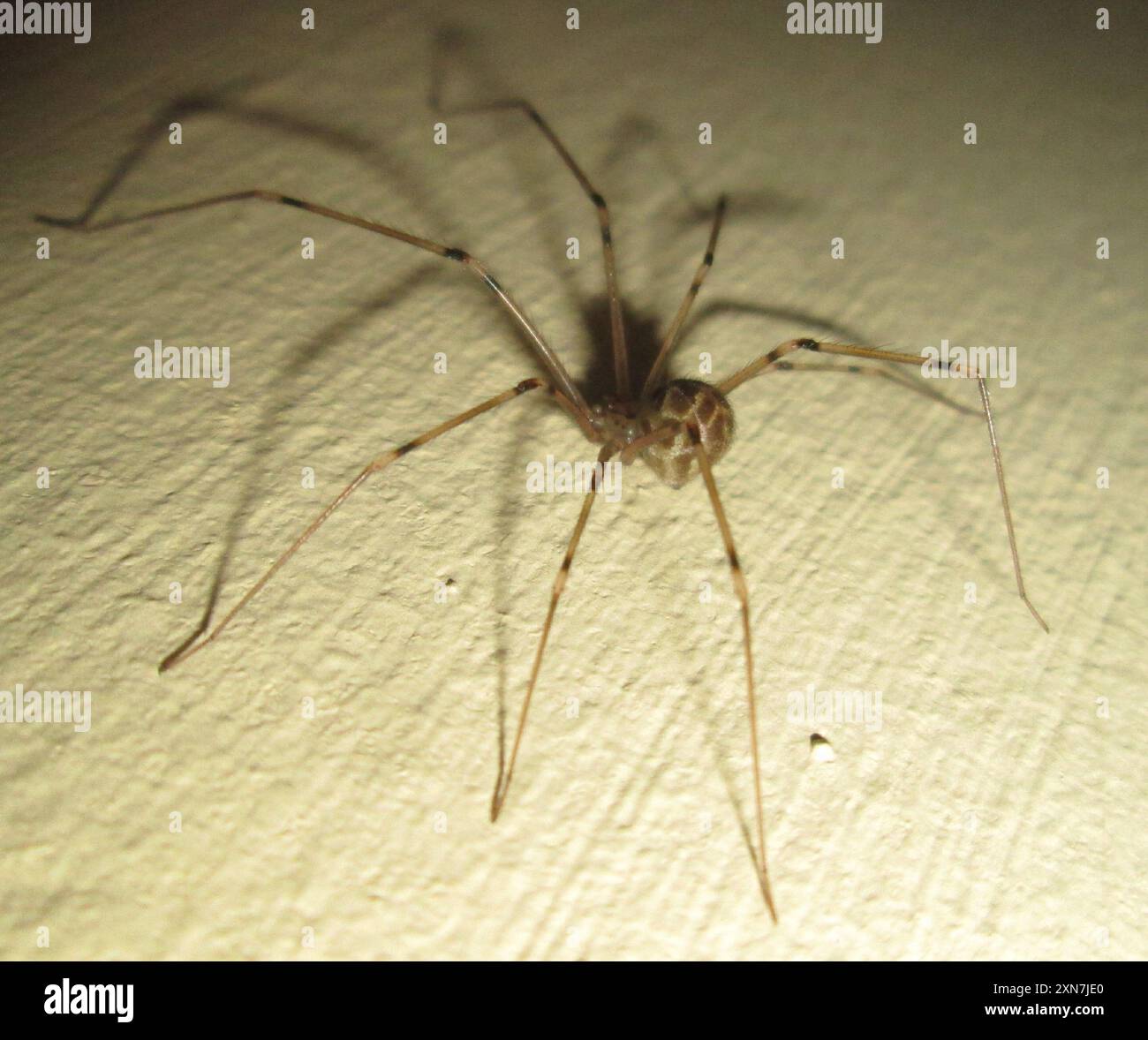Giant Daddy-long-legs Spider (Artema atlanta) Arachnida Stock Photo - Alamy