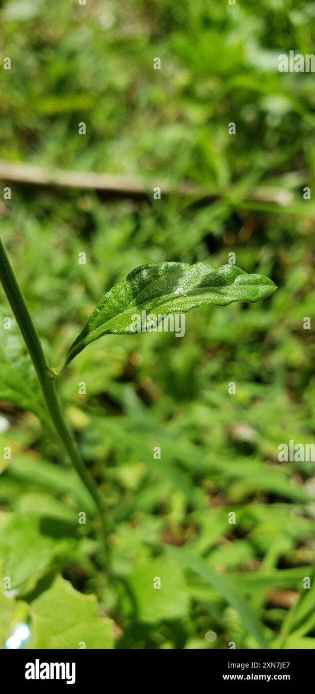 little ironweed (Cyanthillium cinereum) Plantae Stock Photo - Alamy