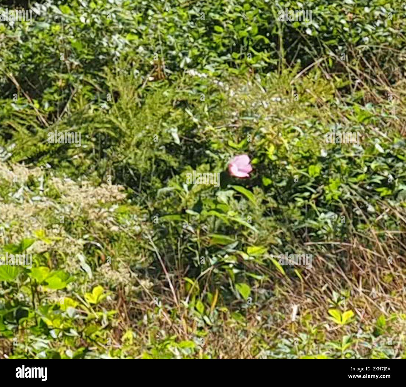 swamp rose mallow (Hibiscus moscheutos) Plantae Stock Photo - Alamy