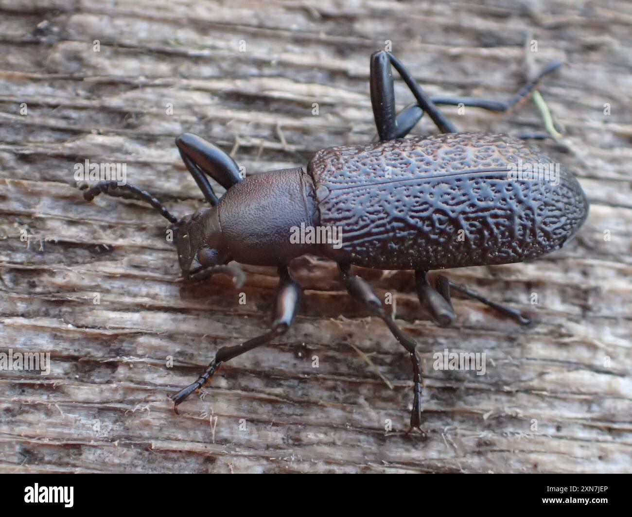 Roughened Darkling Beetle (Upis ceramboides) Insecta Stock Photo - Alamy