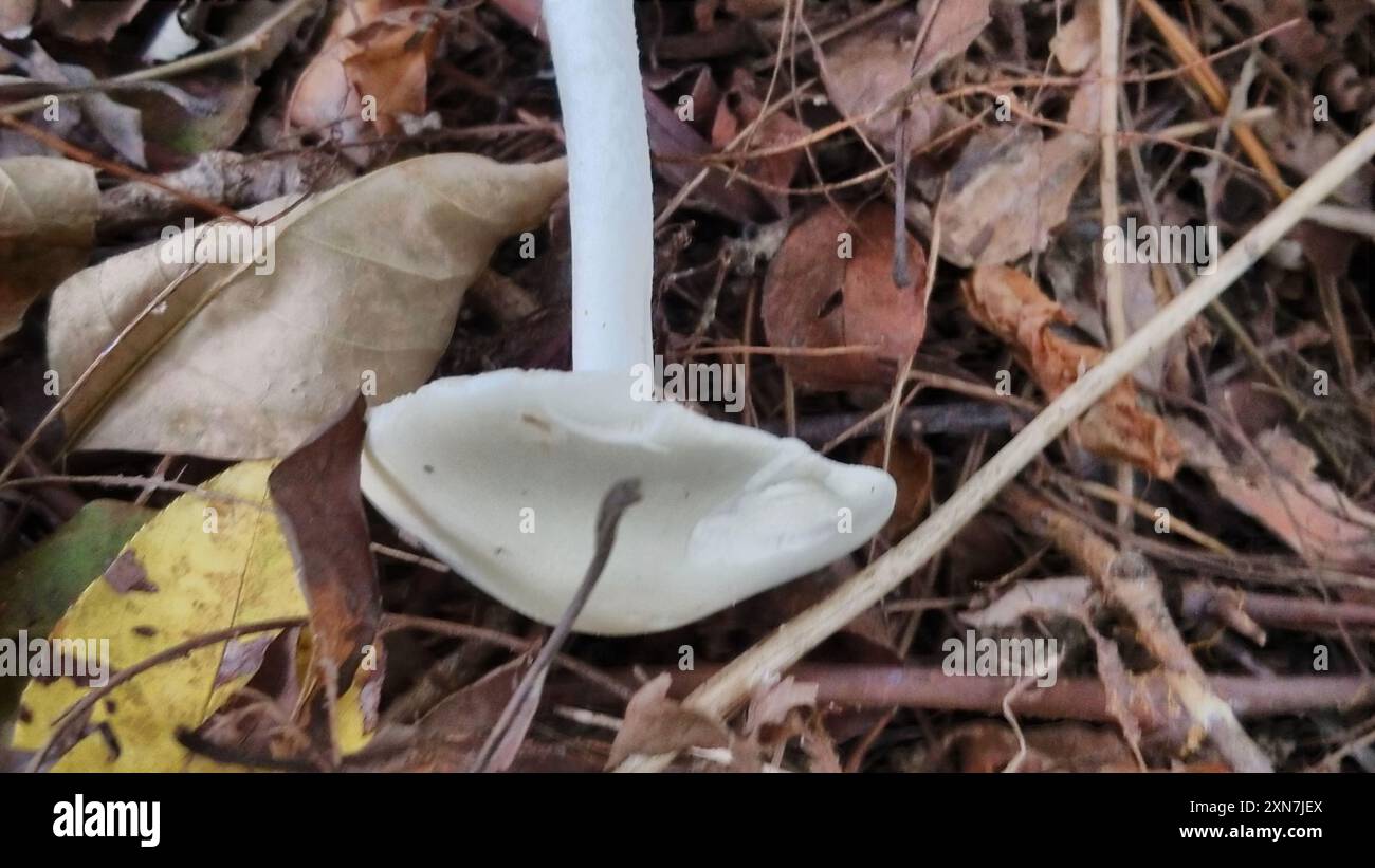 Eastern destroying angel amanita hi-res stock photography and images ...