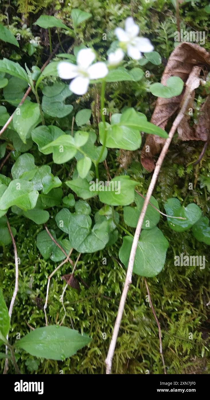 mountain bittercress (Cardamine clematitis) Plantae Stock Photo - Alamy