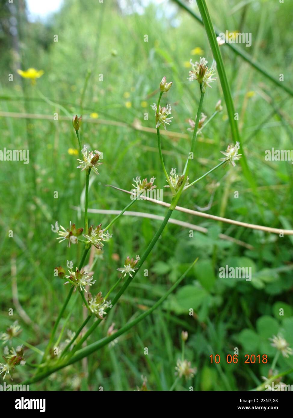 Jointed rush (Juncus articulatus) Plantae Stock Photo - Alamy