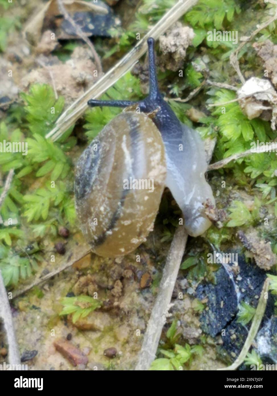 Dome Snails (Ventridens) Mollusca Stock Photo - Alamy