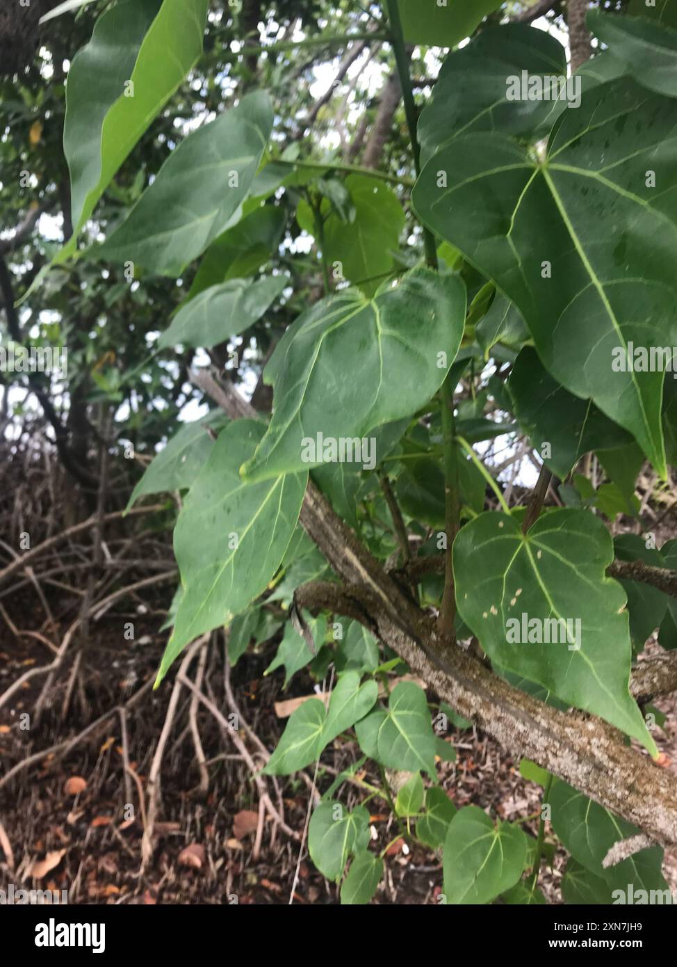 Portia tree (Thespesia populnea) Plantae Stock Photo - Alamy