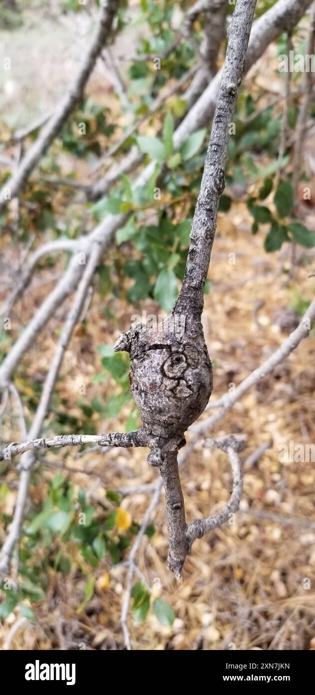 Gouty Stem Gall Wasp (Callirhytis quercussuttoni) Insecta Stock Photo ...