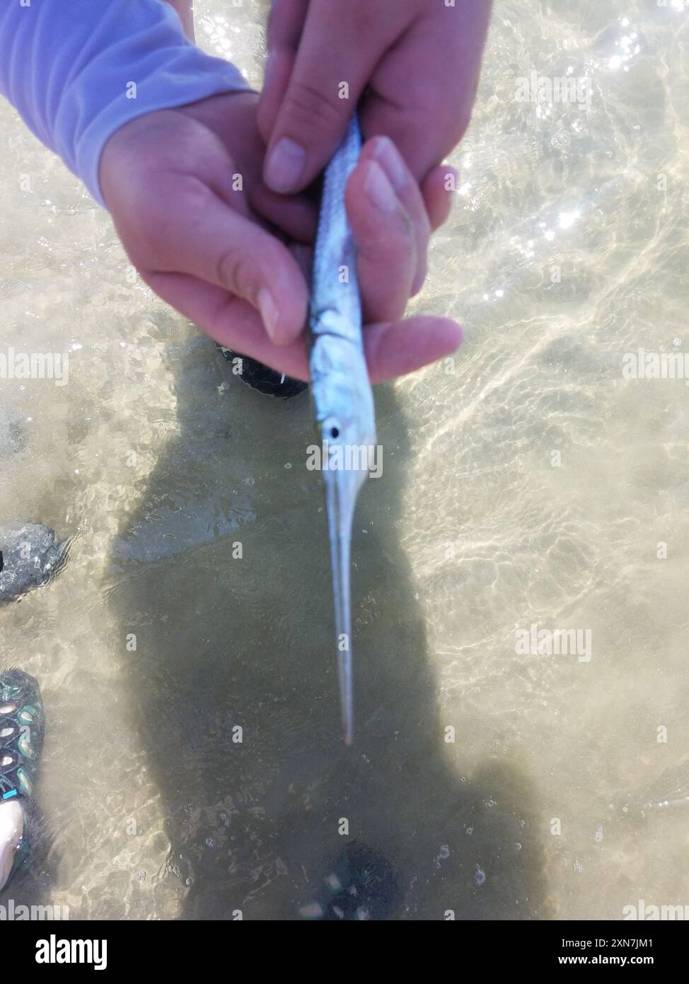 Atlantic Needlefish (Strongylura marina) Actinopterygii Stock Photo - Alamy