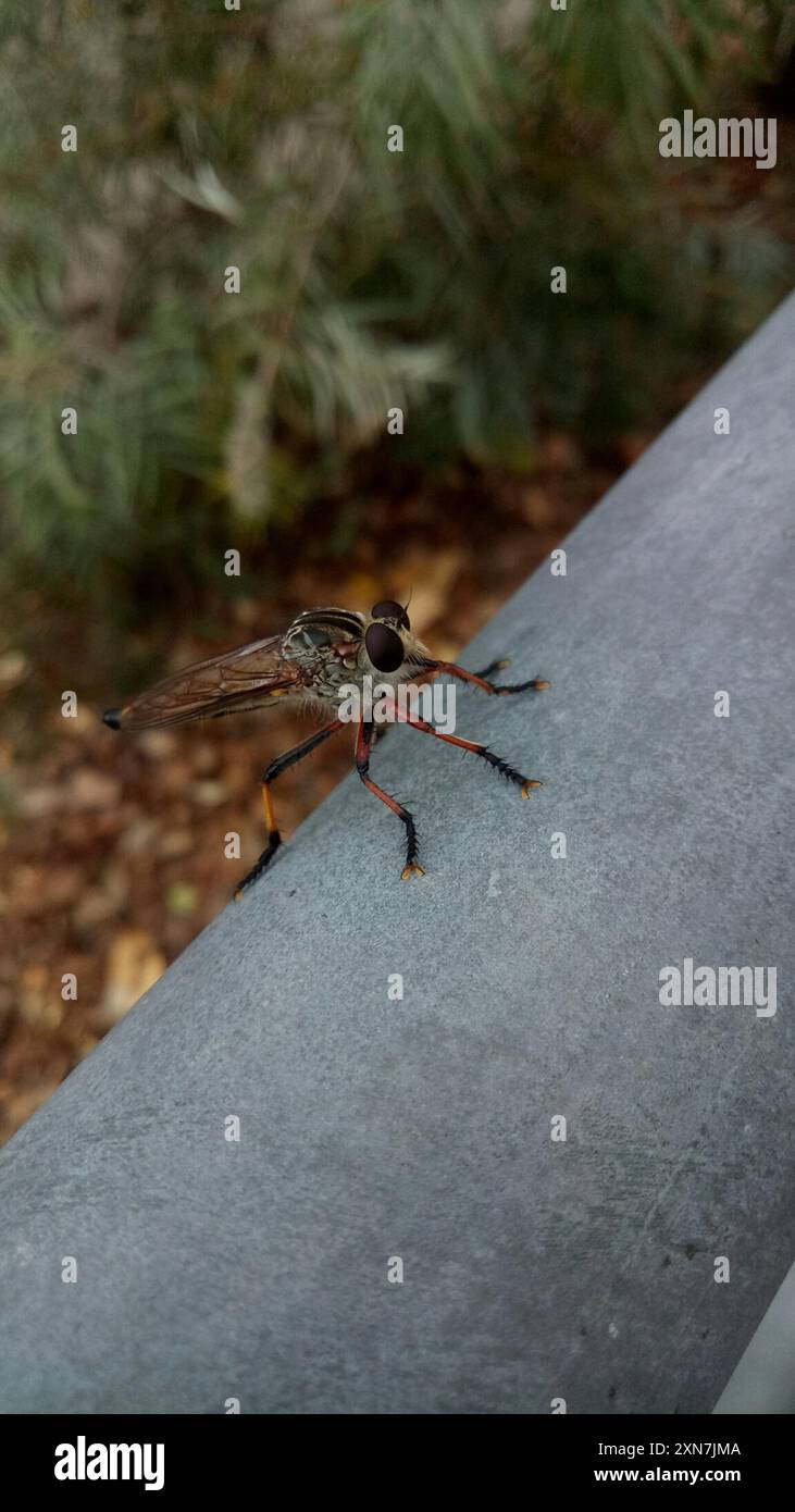 (Dolopus simulans) Insecta Stock Photo - Alamy