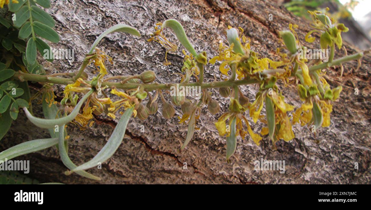 Weeping wattle (Peltophorum africanum) Plantae Stock Photo - Alamy