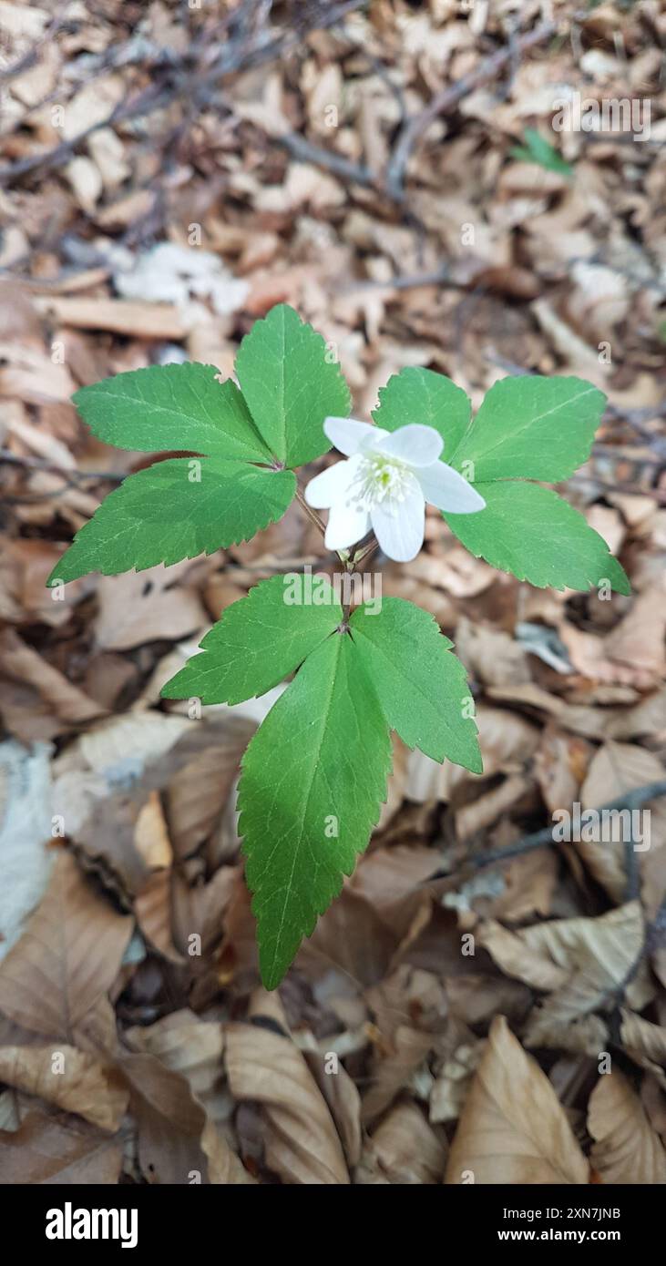 Three-leaved Anemone (Anemonoides trifolia) Plantae Stock Photo - Alamy