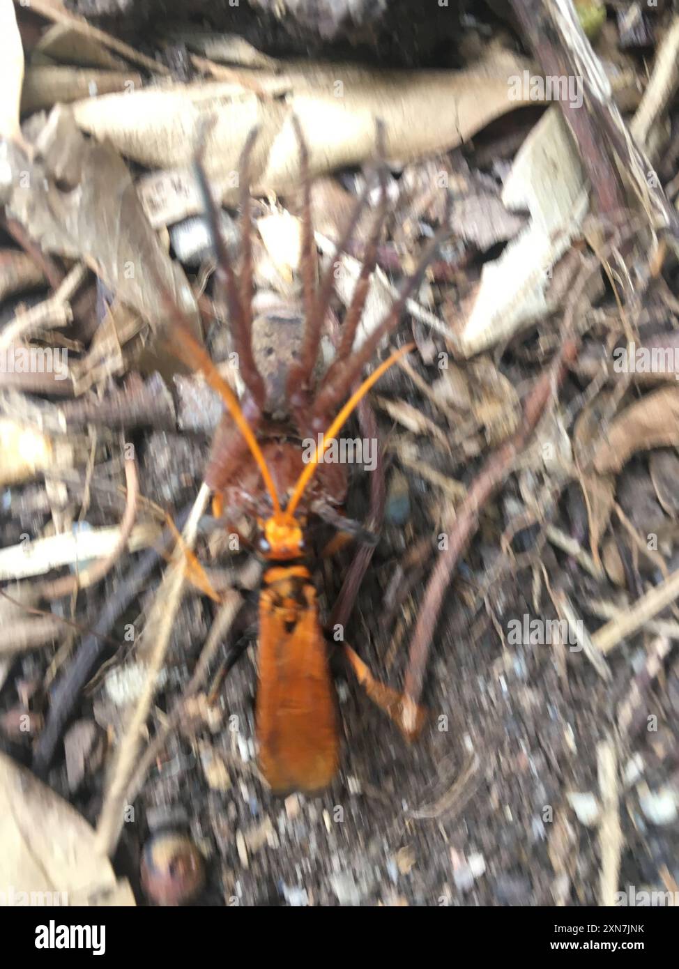Spider Wasps (Pompilidae) Insecta Stock Photo - Alamy