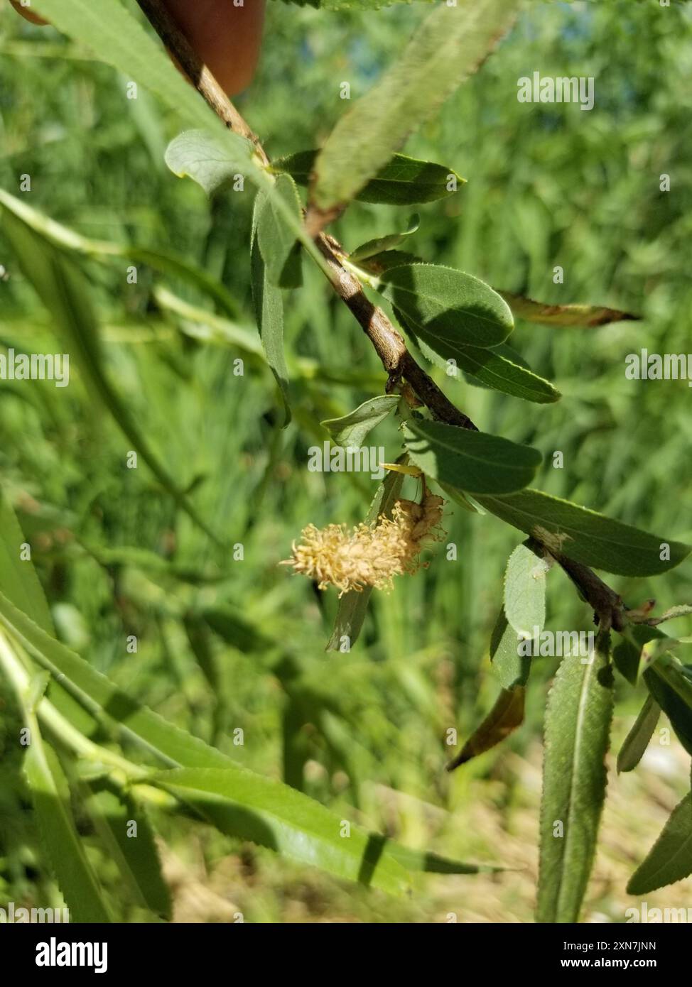 Goodding's willow (Salix gooddingii) Plantae Stock Photo - Alamy