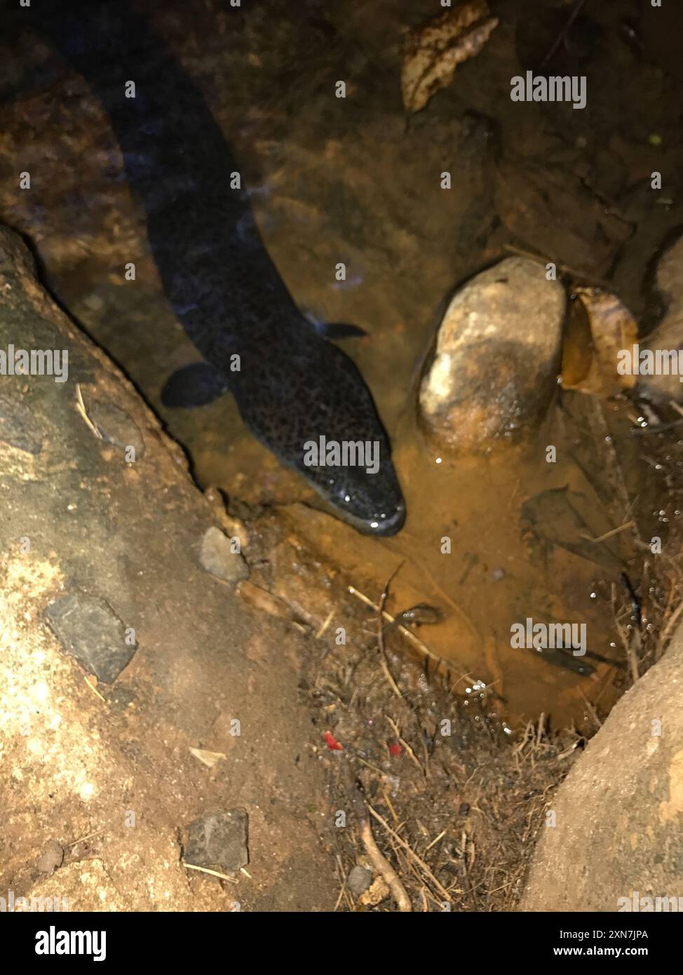 Australian Long-finned Eel (Anguilla reinhardtii) Actinopterygii Stock ...