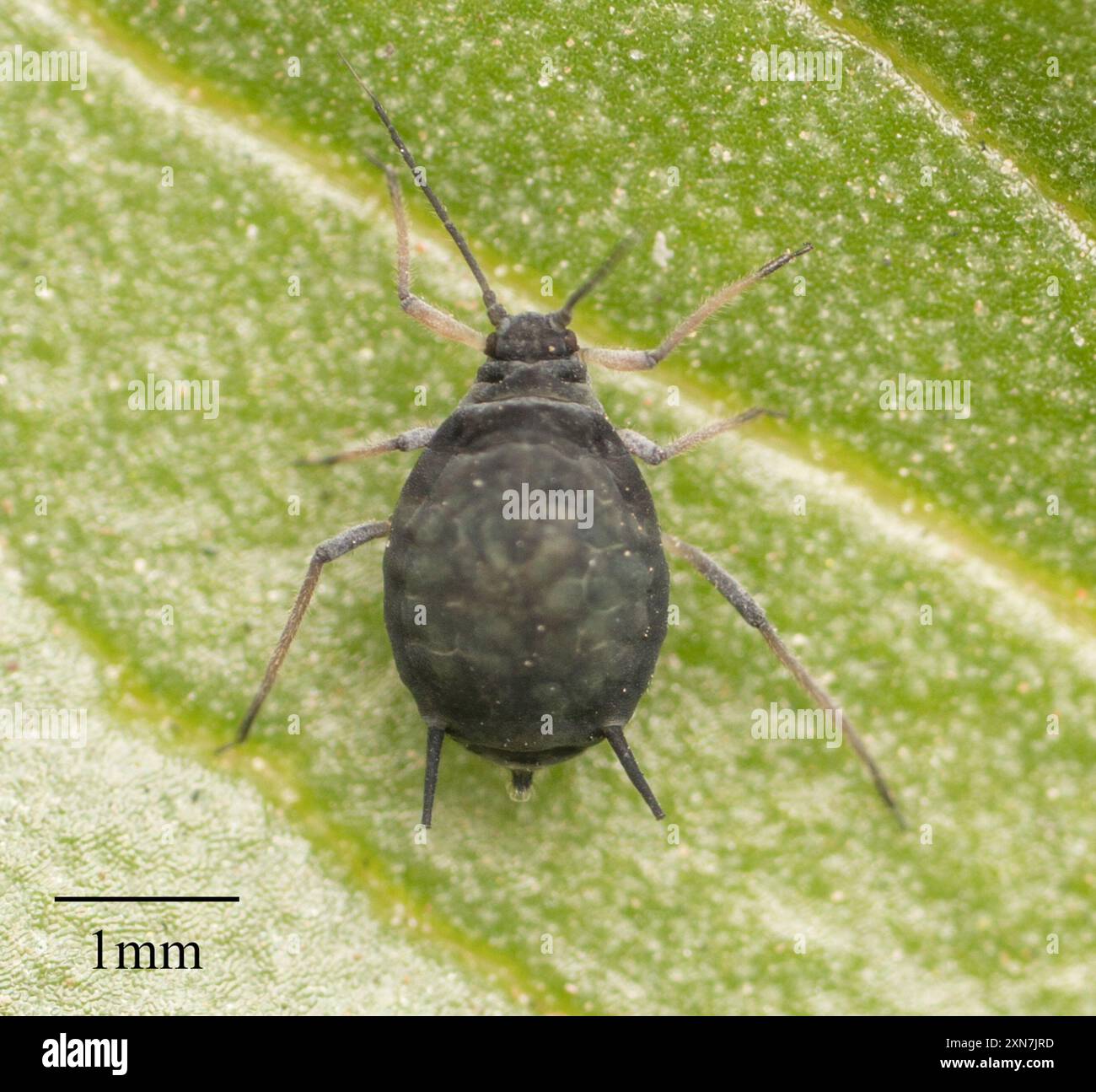 Elder Aphid (Aphis sambuci) Insecta Stock Photo - Alamy