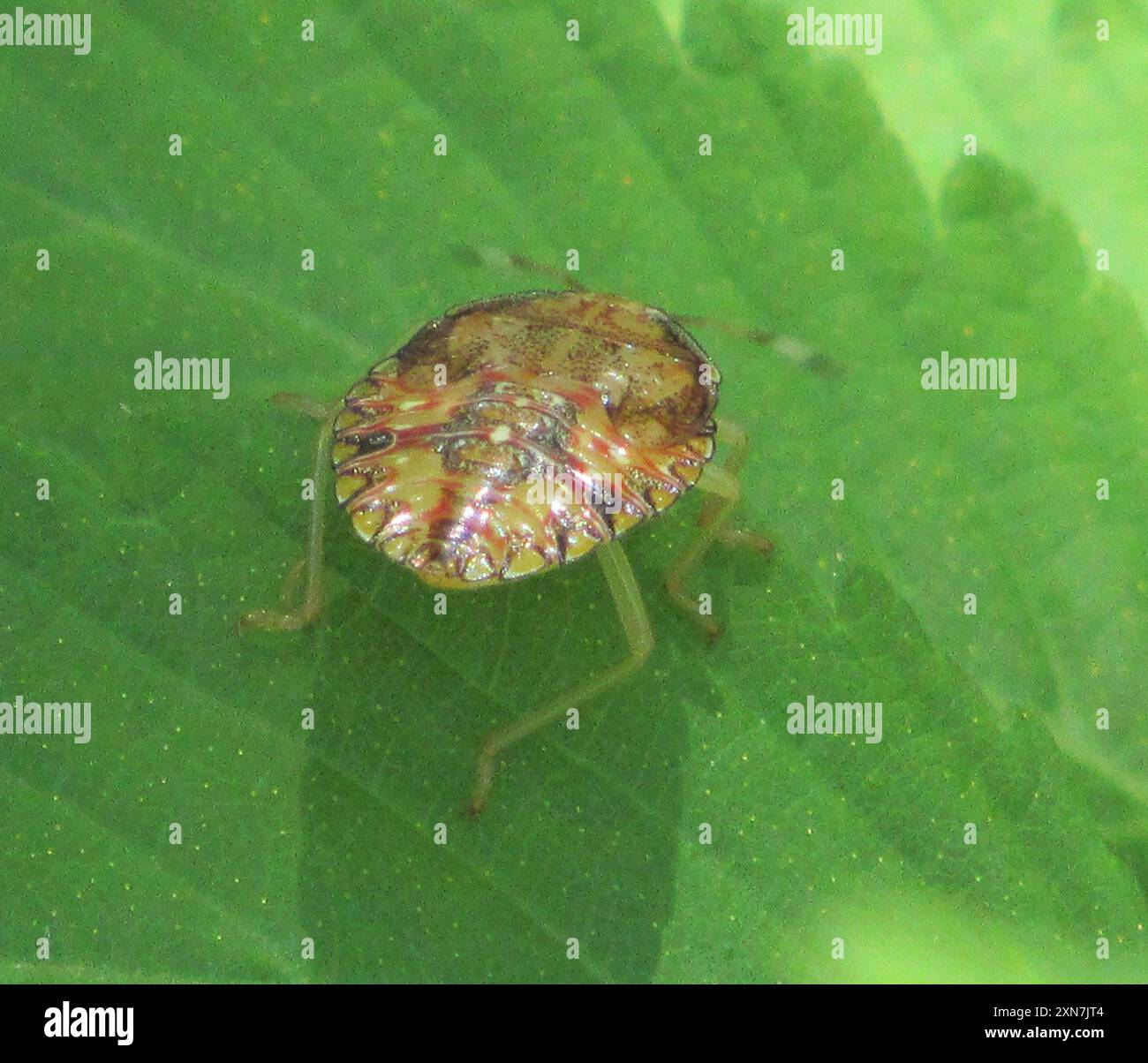 Stink Bugs (Pentatomidae) Insecta Stock Photo - Alamy