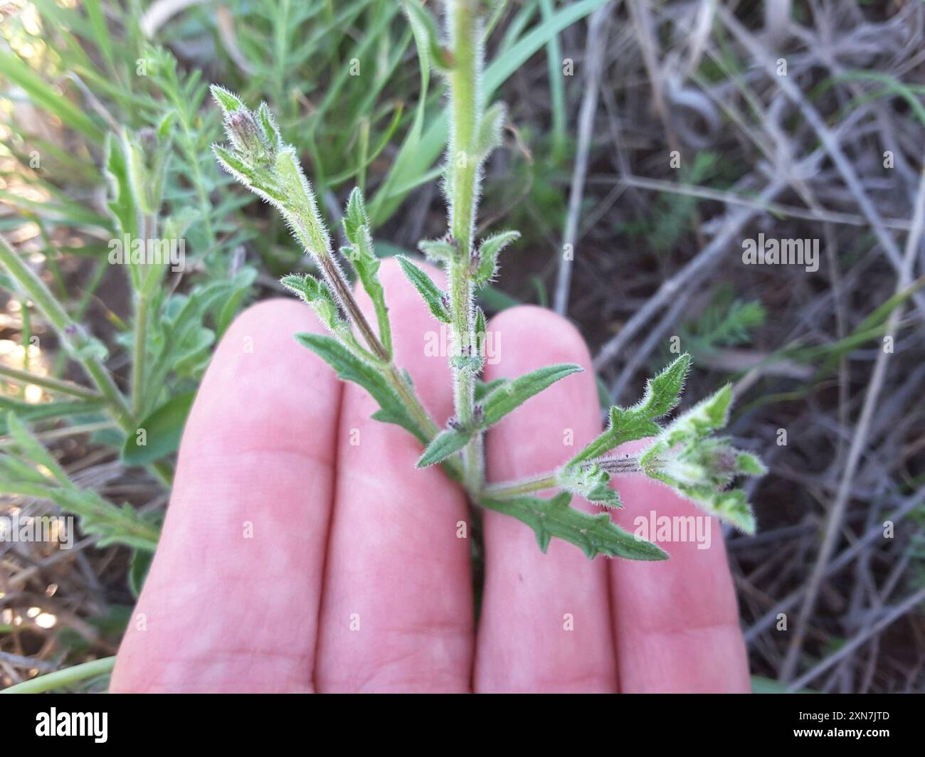 Verbena halei texas vervain hi-res stock photography and images - Alamy