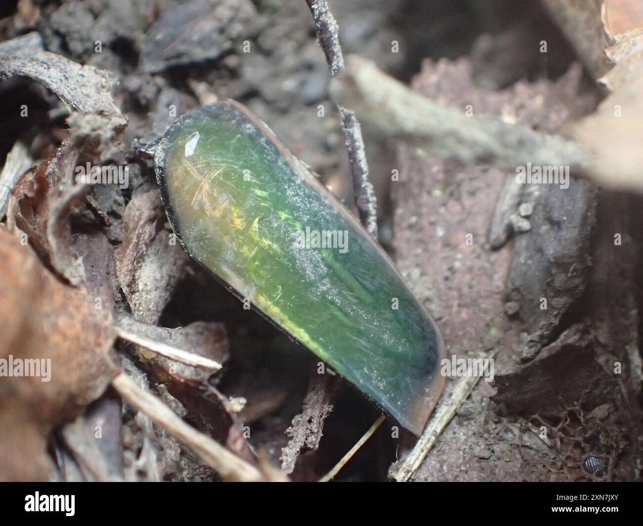 Common Green June Beetle (Cotinis nitida) Insecta Stock Photo - Alamy