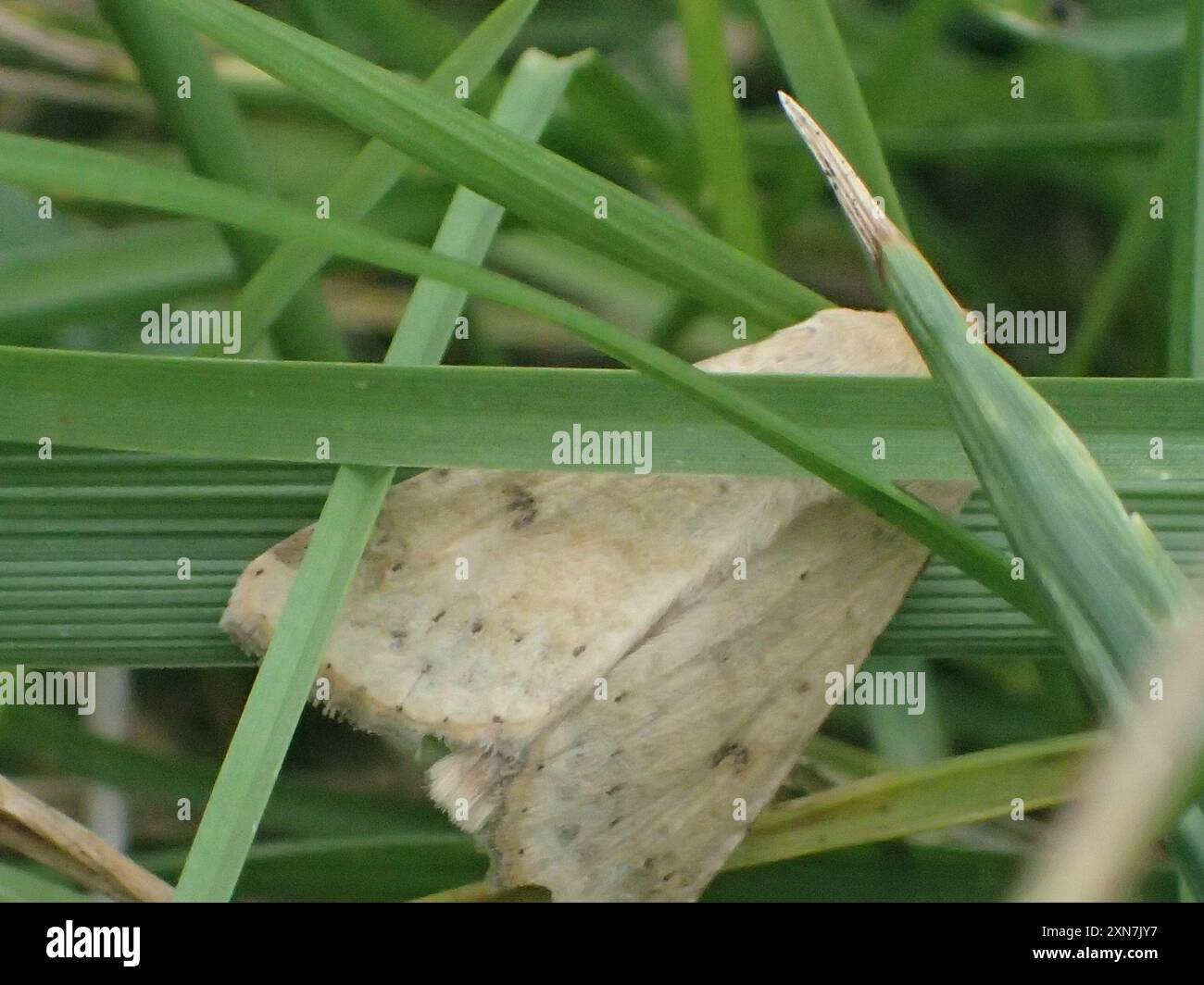 Corn Earworm Moth (Helicoverpa zea) Insecta Stock Photo - Alamy