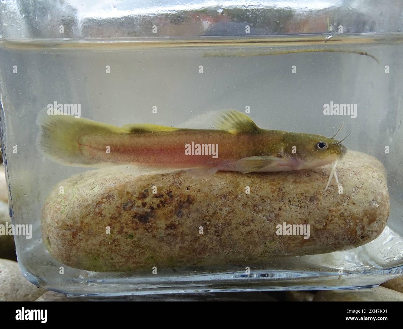 Noturus flavus hi-res stock photography and images - Alamy