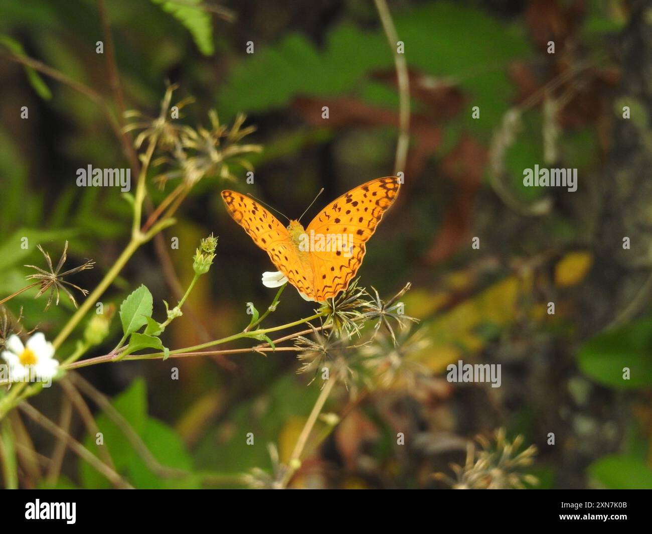 Common Leopard (Phalanta phalantha) Insecta Stock Photo - Alamy