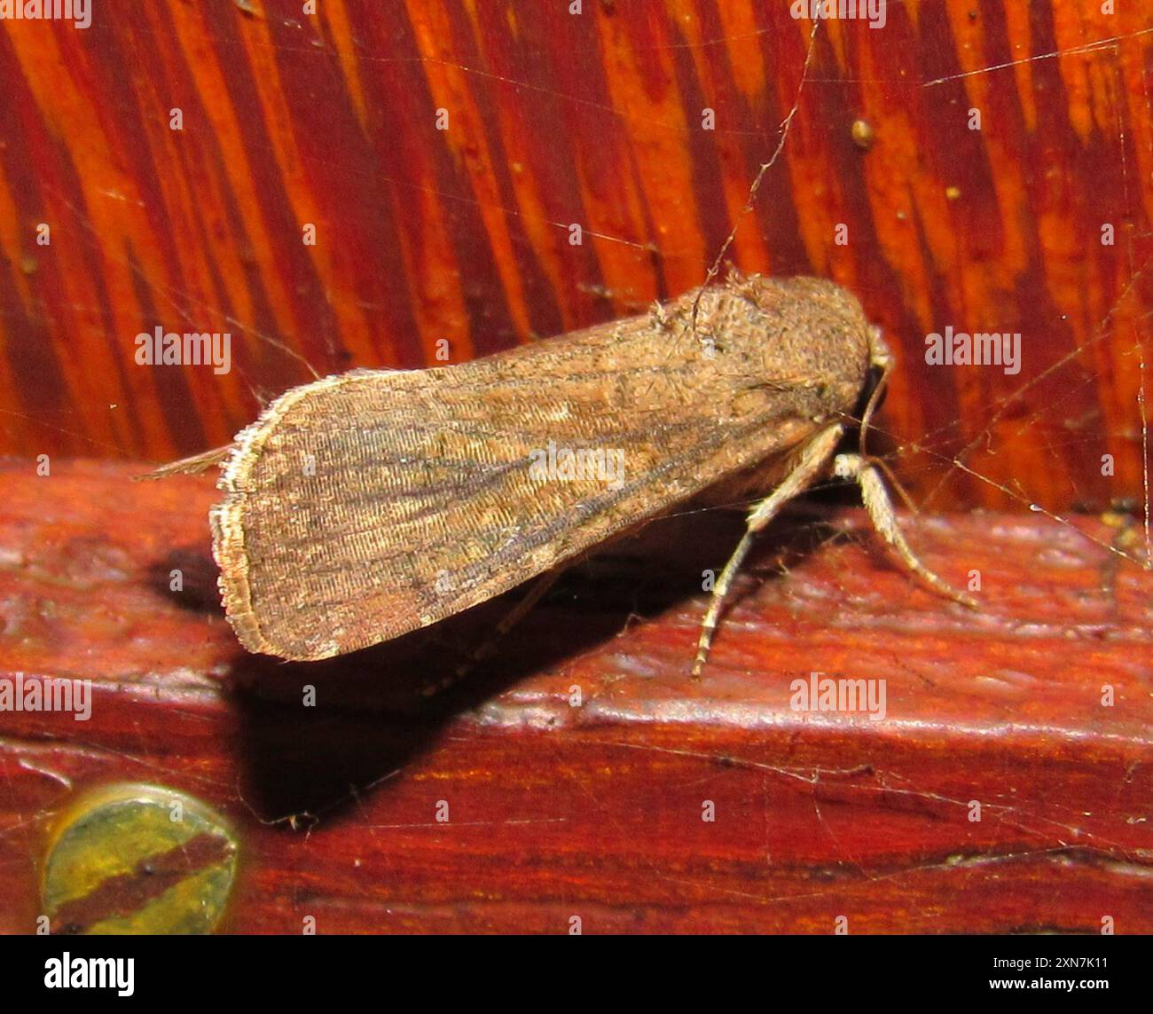 Armyworm Moths (Spodoptera) Insecta Stock Photo - Alamy