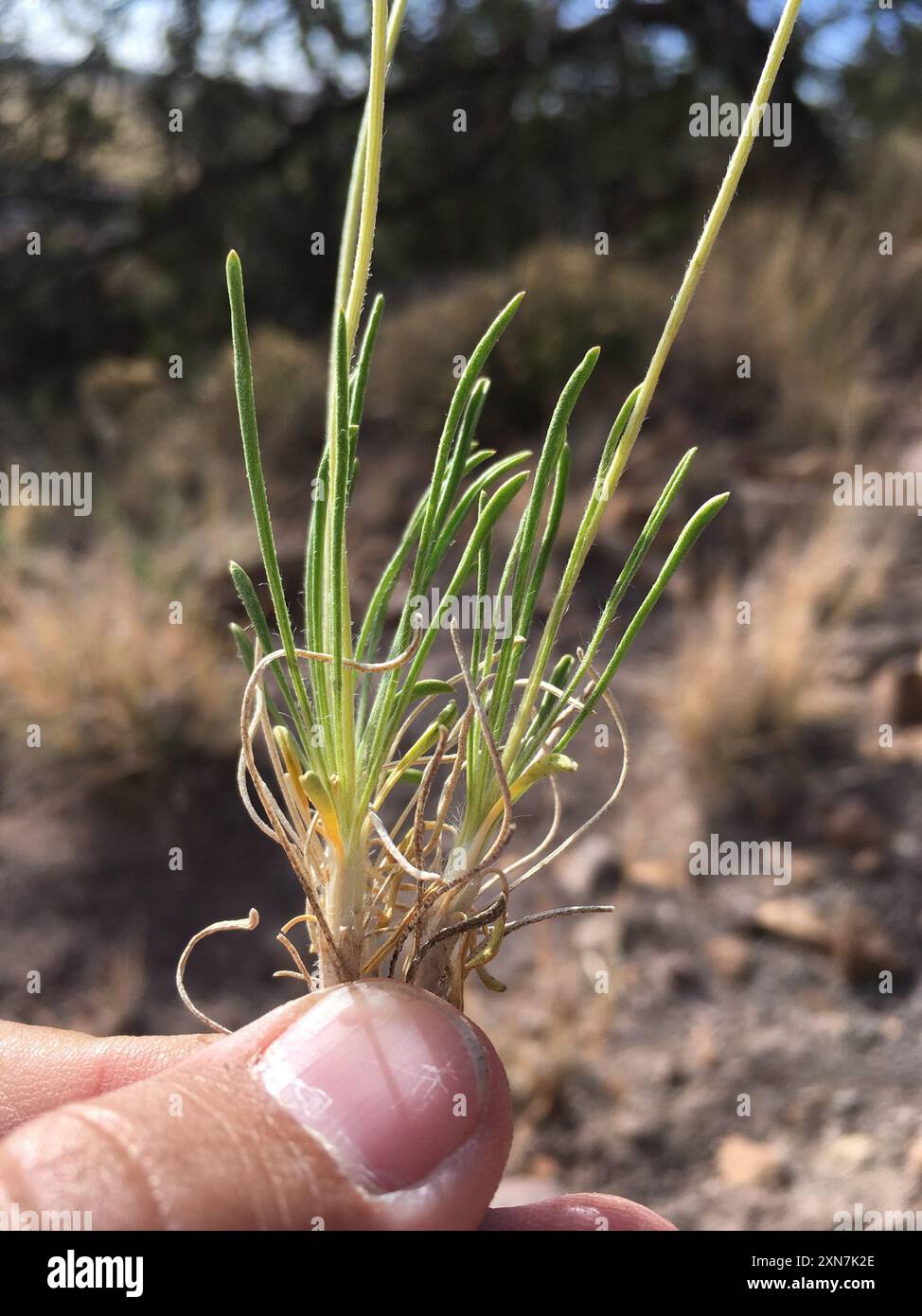 Stemmy Four-nerved Daisy (Tetraneuris scaposa) Plantae Stock Photo - Alamy