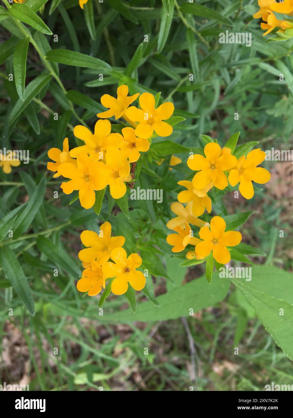 stoneseeds, puccoons, and gromwells (Lithospermum) Plantae Stock Photo ...